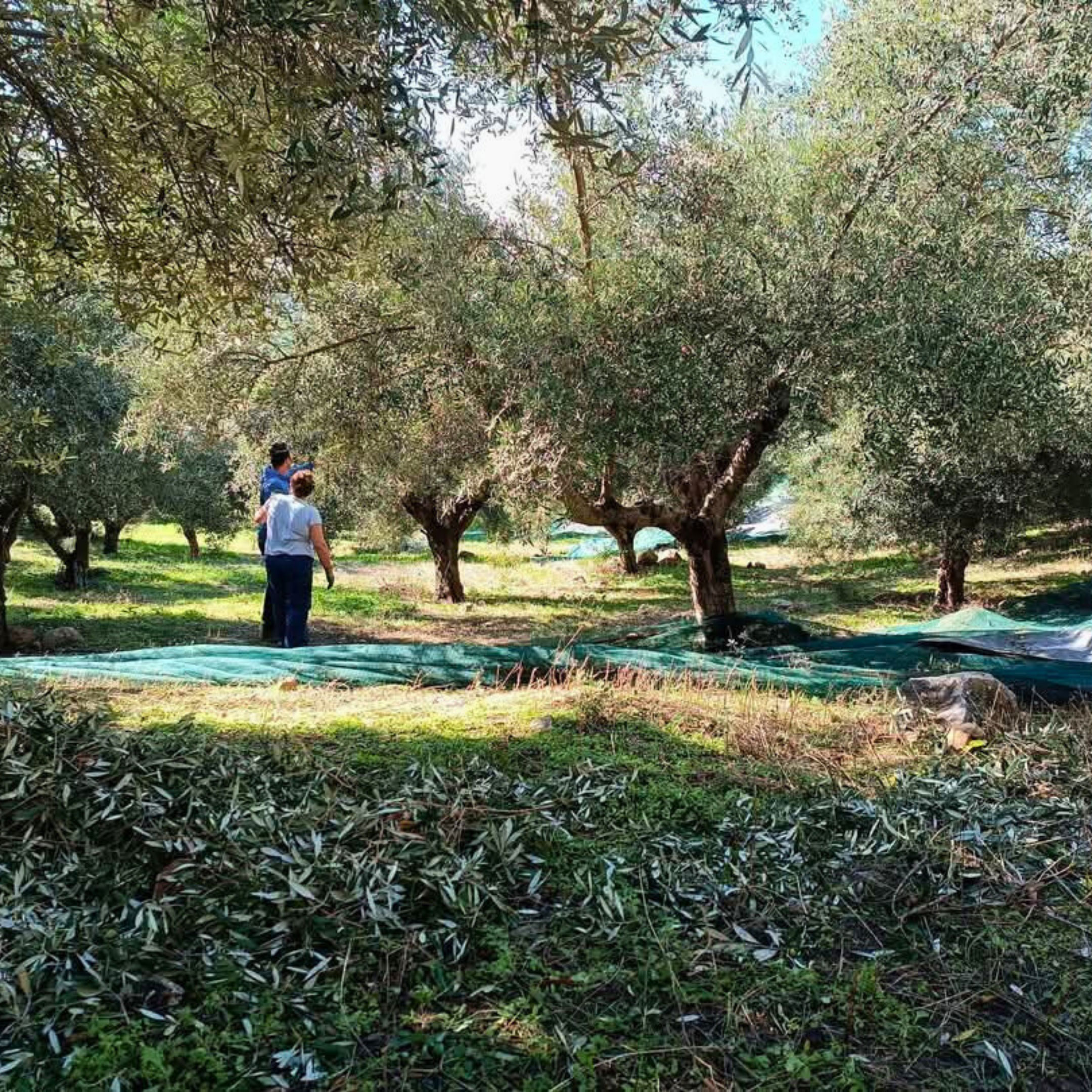 Our History - Olive Oil Production